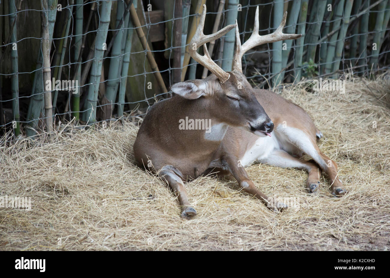 White tailed deer buck (Odocoileus virginianus) resting peacefully ...