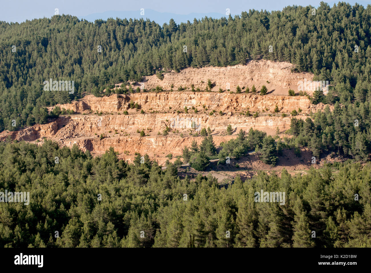 Forest clearing (pine tree cutting) Mantoudi, in the northern part of ...