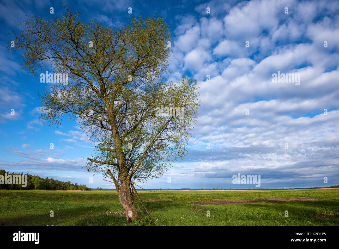 Willow tree (Salix sp) in wetlands, Nemunas River Delta, Lithuania, May ...