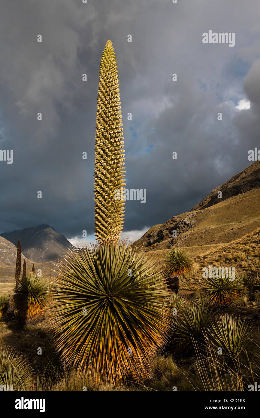 Puya Raimondii Queen Andes High Resolution Stock Photography and Images ...