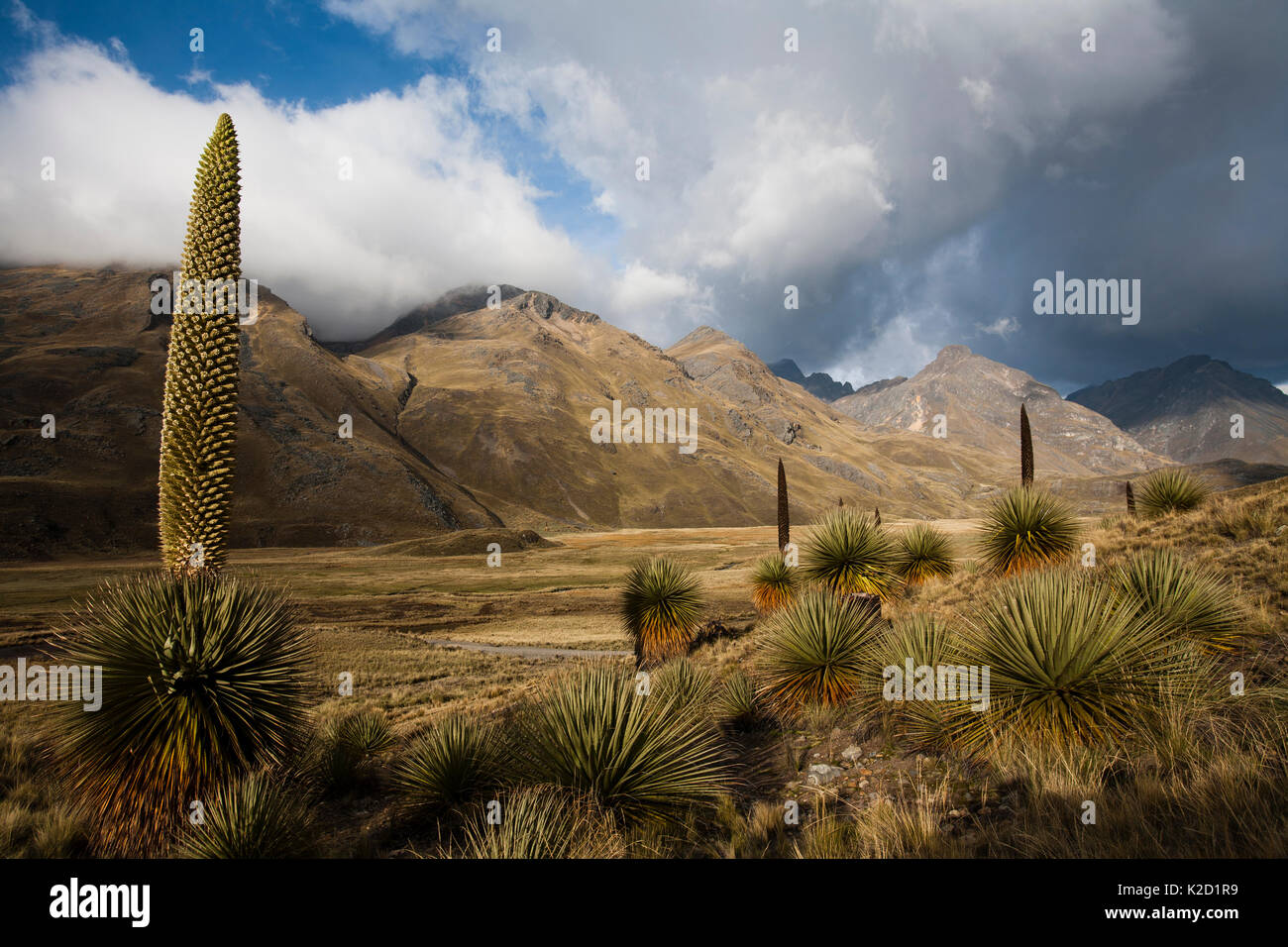 Queen of the Andes (Puya raymondii) plants in steppe, Cordillera Blanca ...