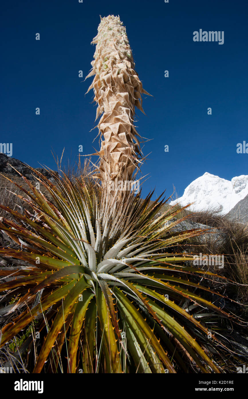 Puya raimondii queen andes hi-res stock photography and images - Alamy