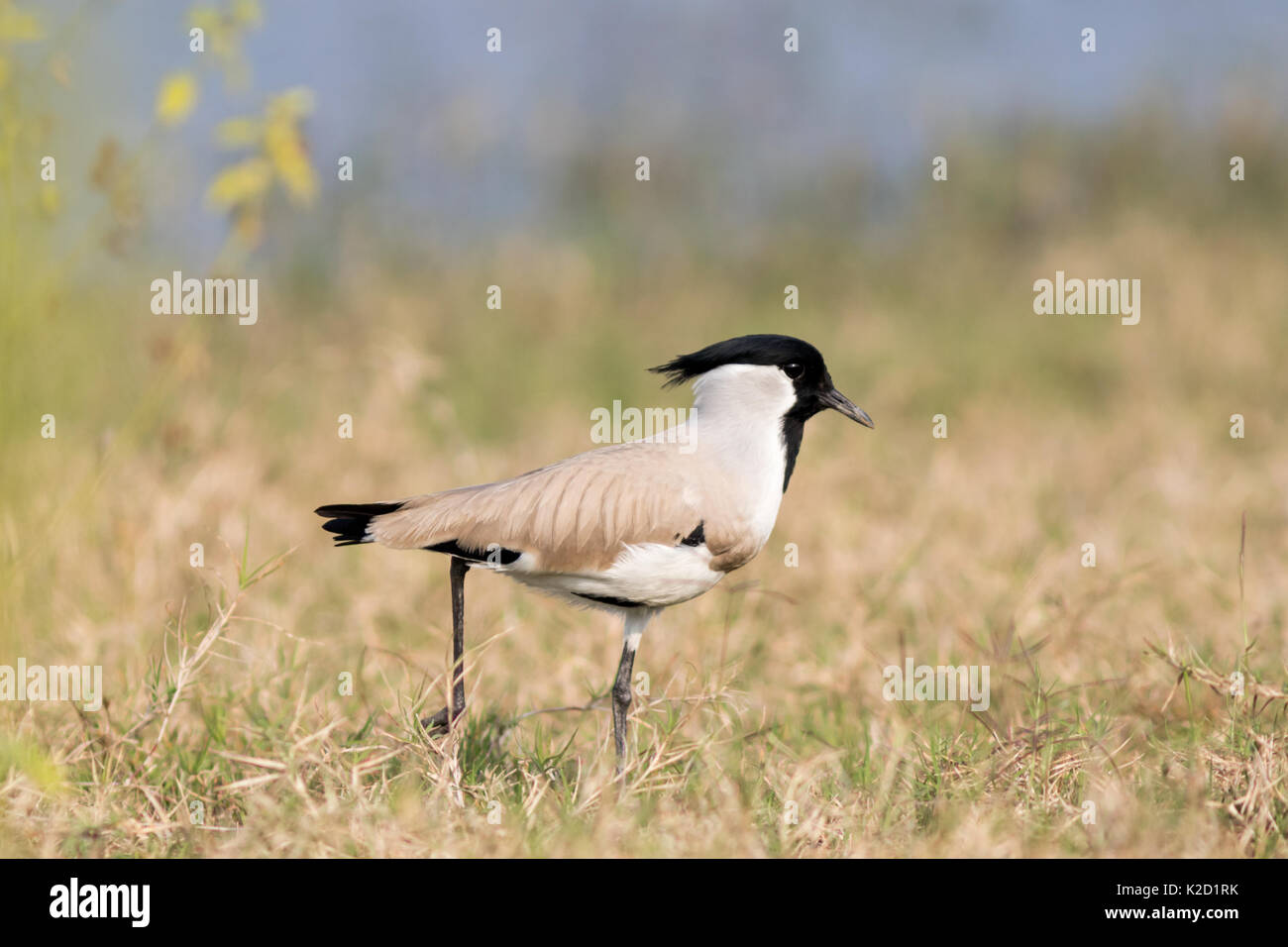 The river lapwing (Vanellus duvaucelii) in grasslands of Jim Corbett ...