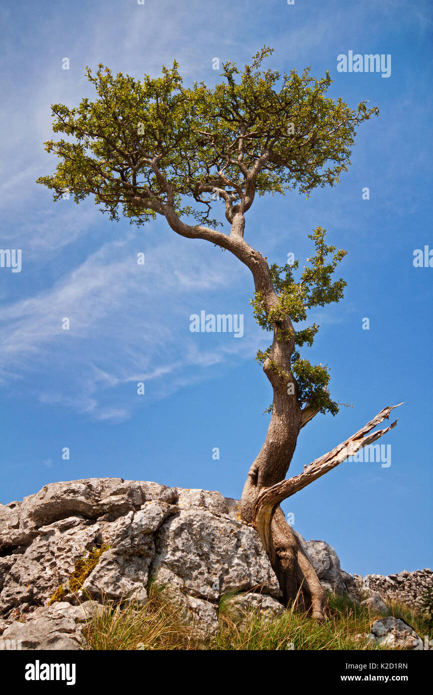 Broken tree hi-res stock photography and images - Alamy