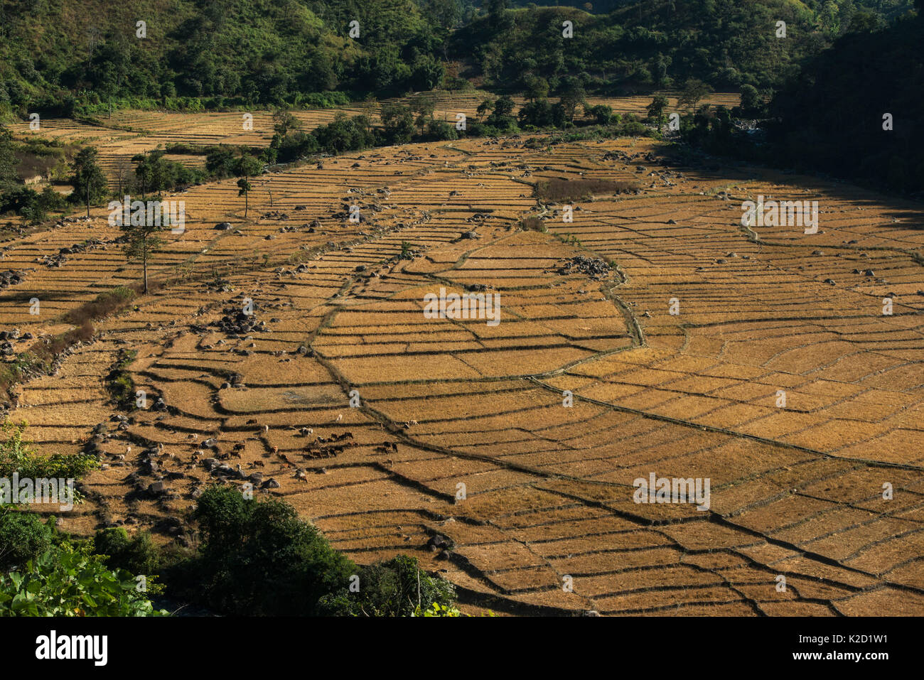 Nyshi rice paddies.Yazali Village, Nyshi Tribe, Arunachal Pradesh ...