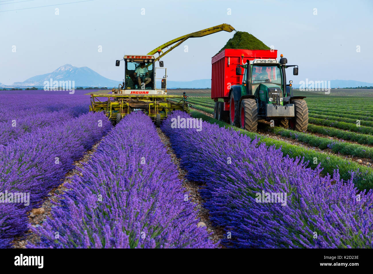 Machine harvesting lavender lavendula angustifolia from fields hi-res stock photography and ...
