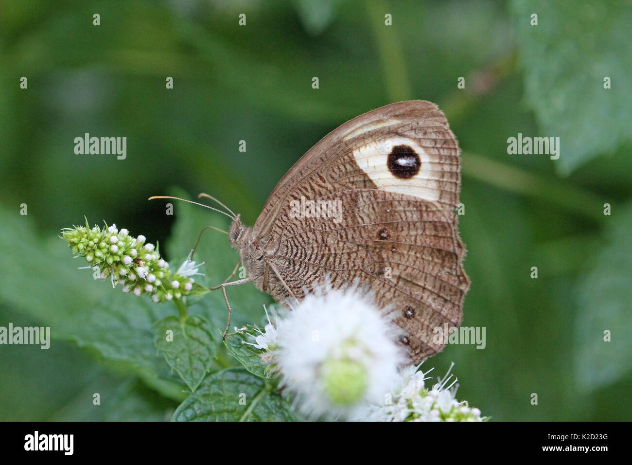 Common wood-nymph on mint plant Stock Photo - Alamy