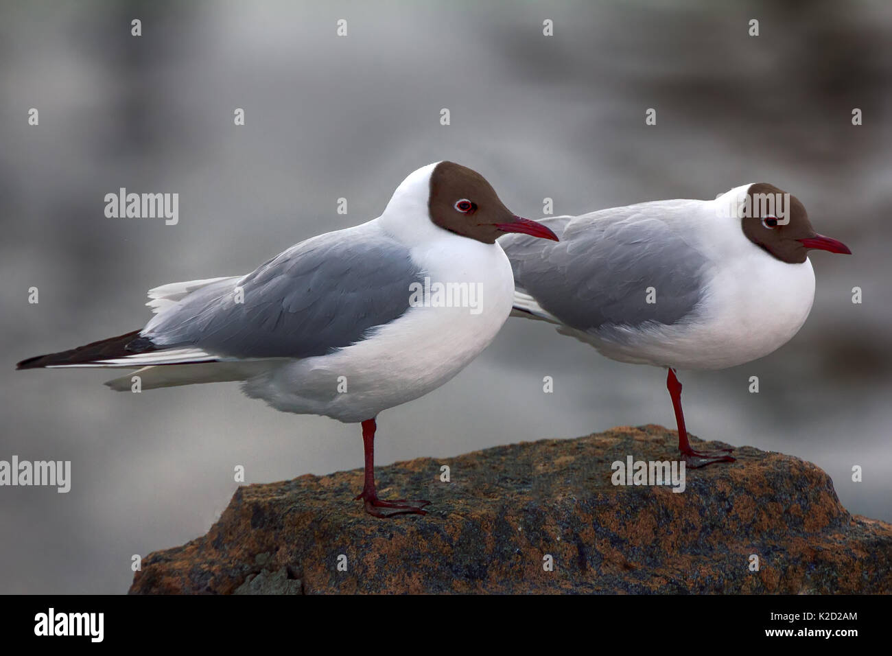 Two legs for two. Two black-headed gulls are almost indistinguishable ...