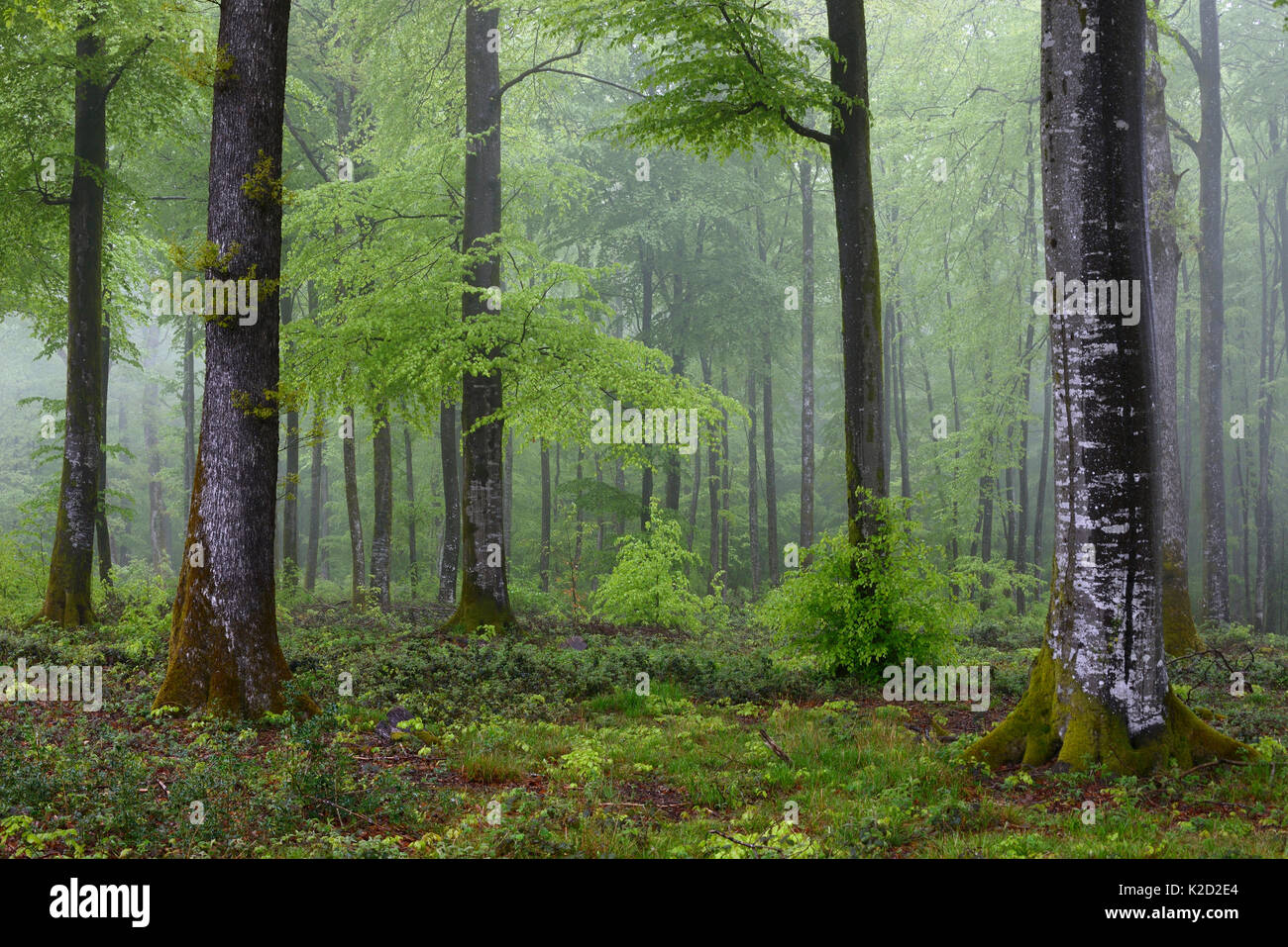 Beech betula forest in spring hi-res stock photography and images - Alamy