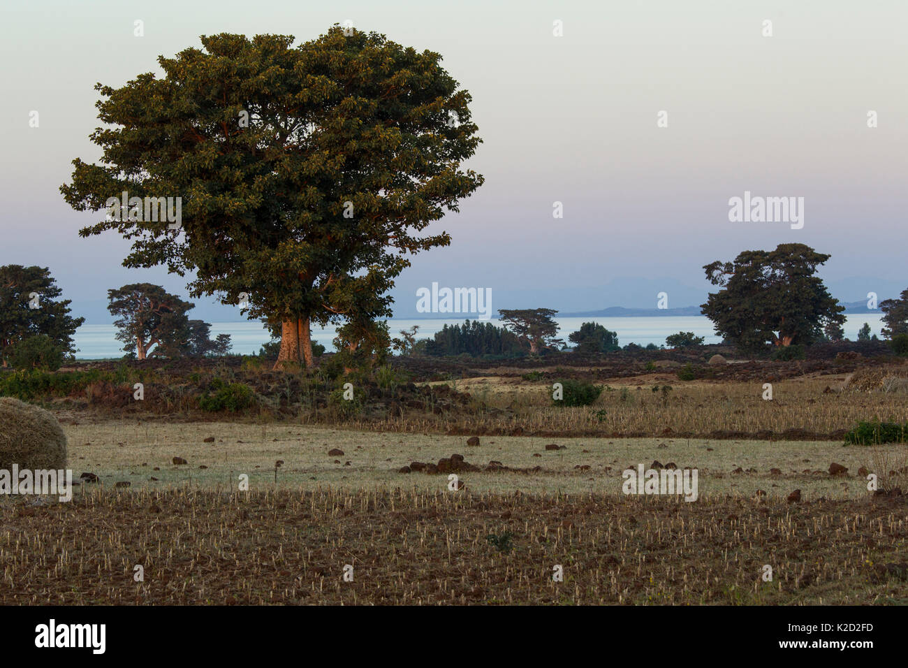 Rural landscape with cultivated fields, isolated old fig trees (Ficus ...
