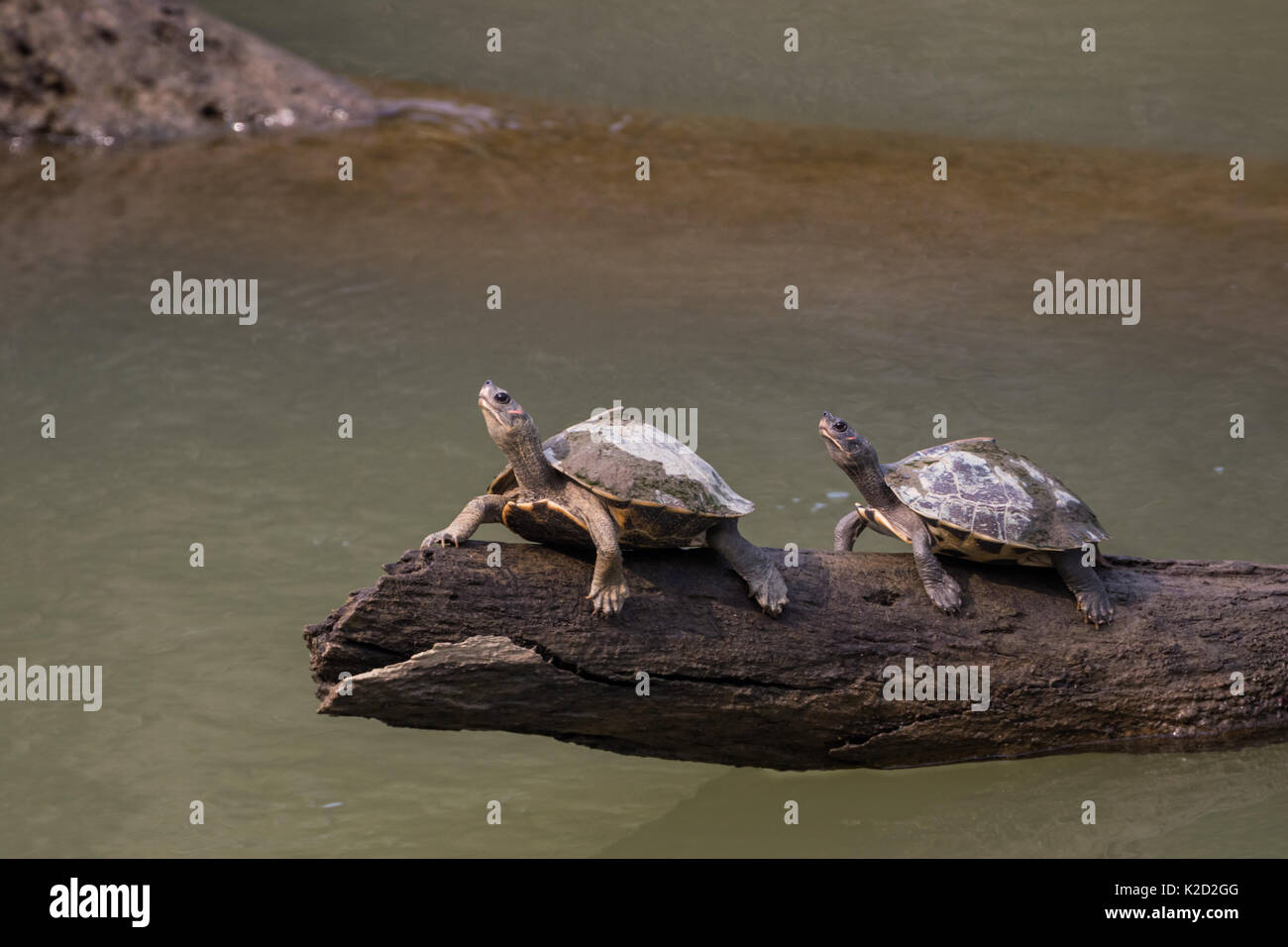 Roofed turtle hi-res stock photography and images - Alamy
