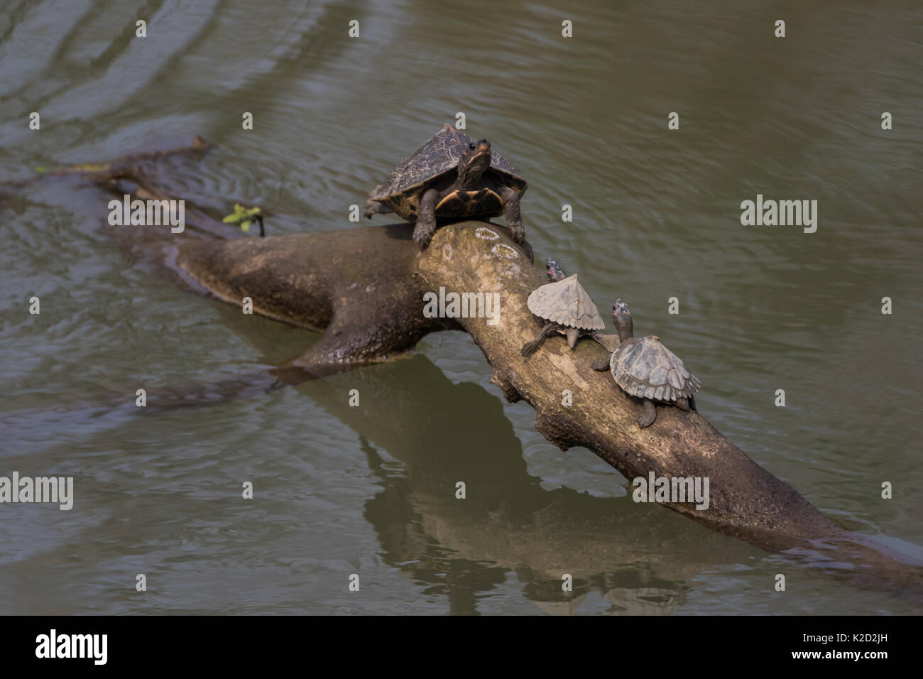The Assam roofed turtle (Pangshura sylhetensis) also known as Sylhet ...