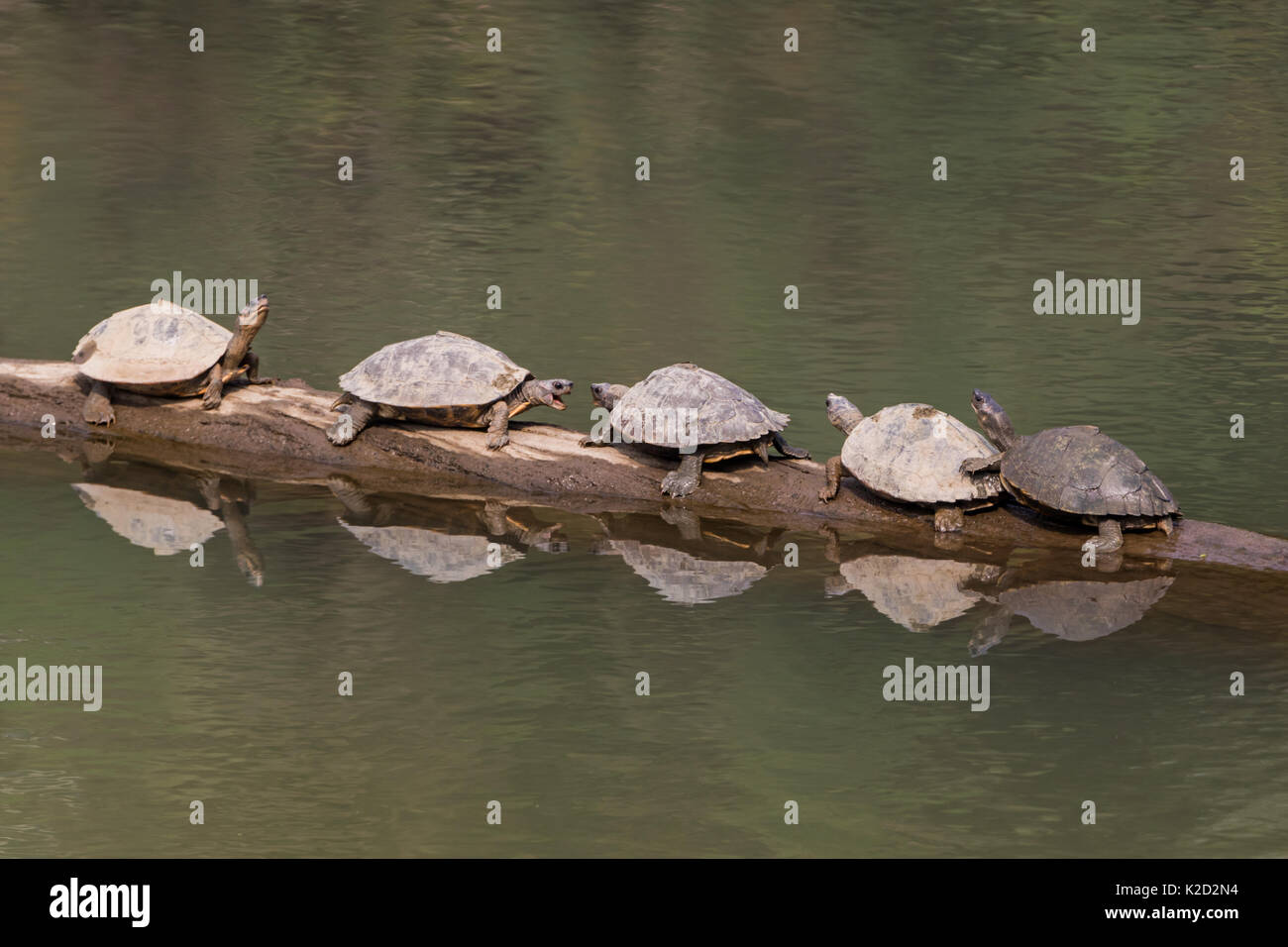 The Assam roofed turtle (Pangshura sylhetensis) also known as Sylhet ...