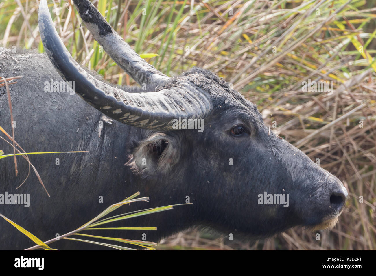 The wild water buffalo (Bubalus arnee) in Kaziranga National Park ...
