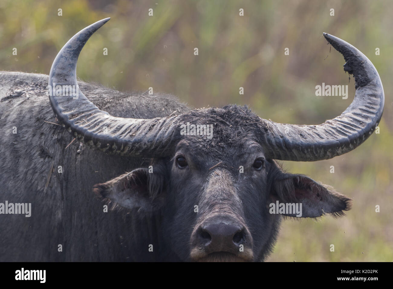 The wild water buffalo (Bubalus arnee) in Kaziranga National Park ...