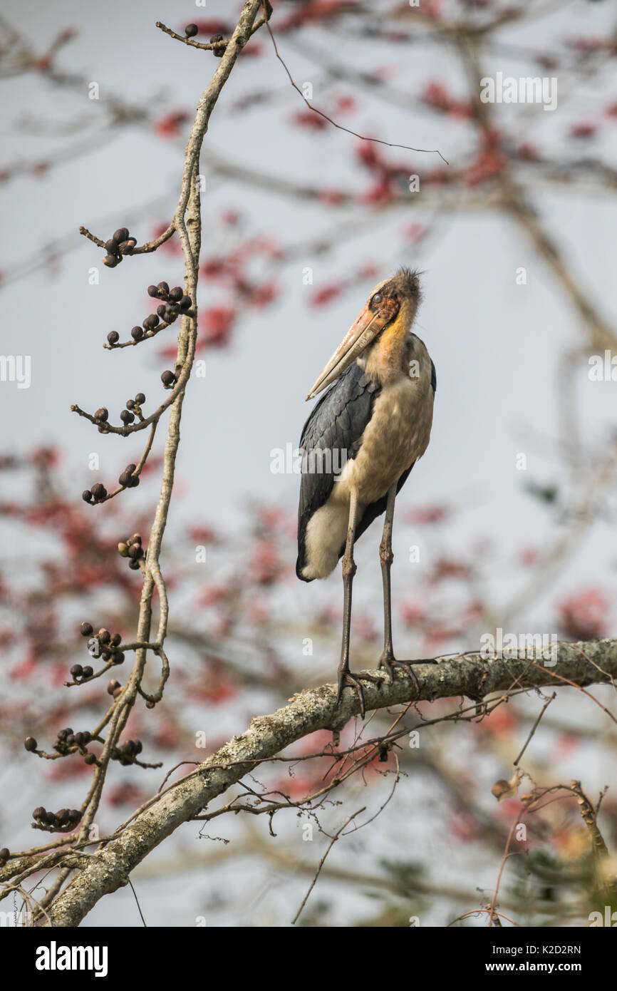 The lesser adjutant stork (Leptoptilos javanicus) in Kaziranga National ...