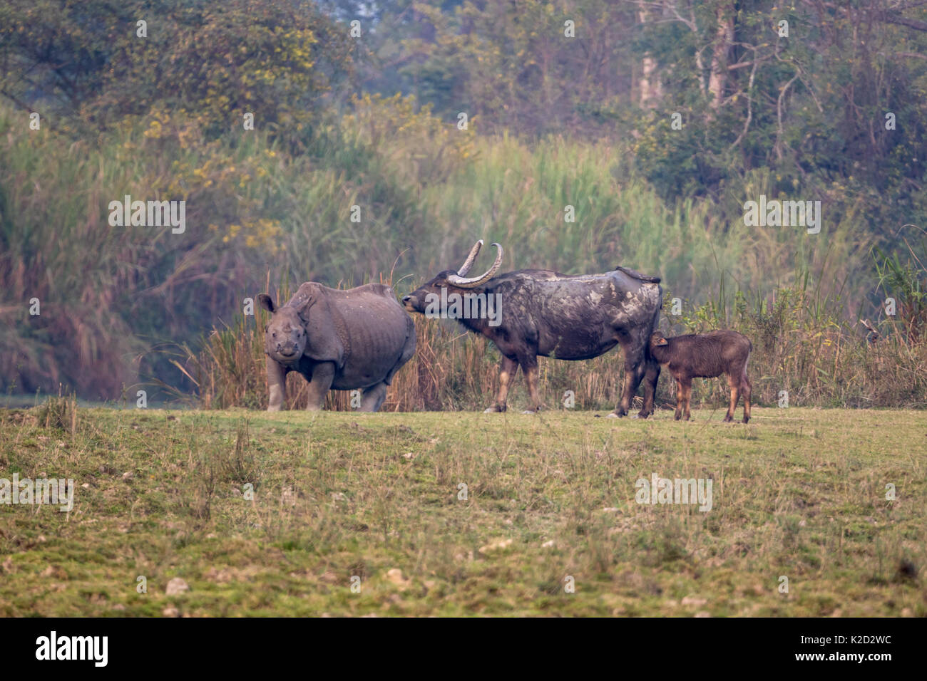 The wild water buffalo (Bubalus arnee) in Kaziranga National Park ...