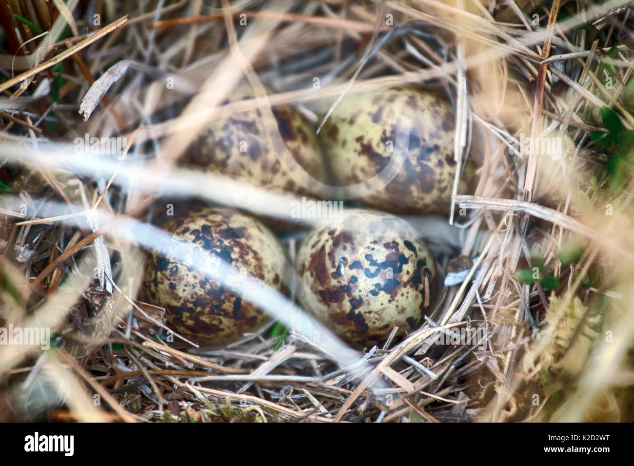 Eggs of different species of birds. Guide. European snipe nest in sedge ...