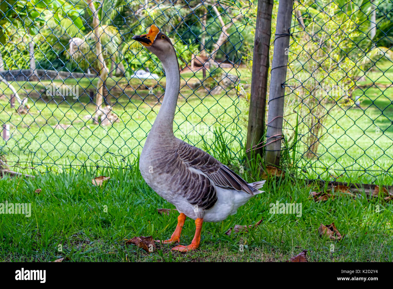 Goose animal hi-res stock photography and images - Alamy