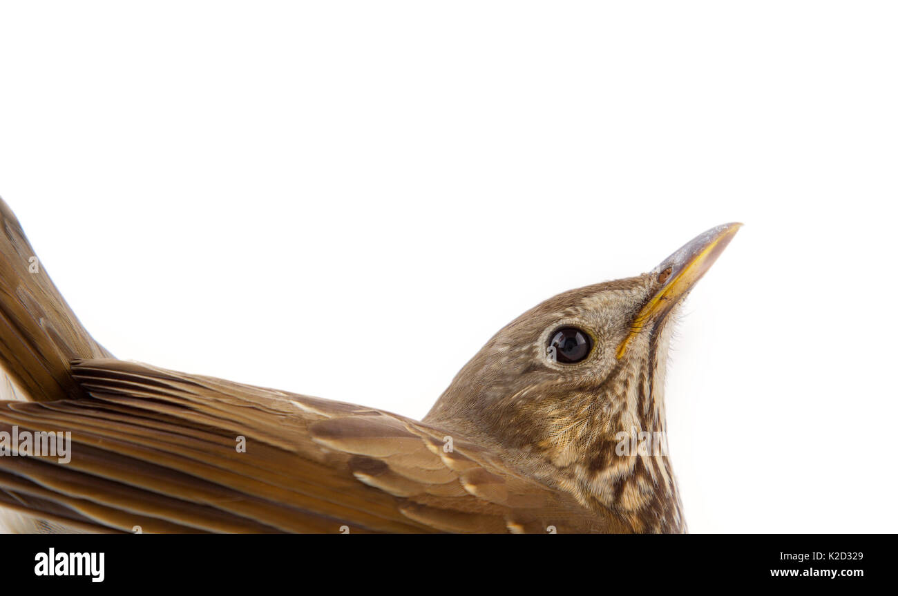 Mavis, Turdus philomelos, closeup portrait profile. One of the best ...