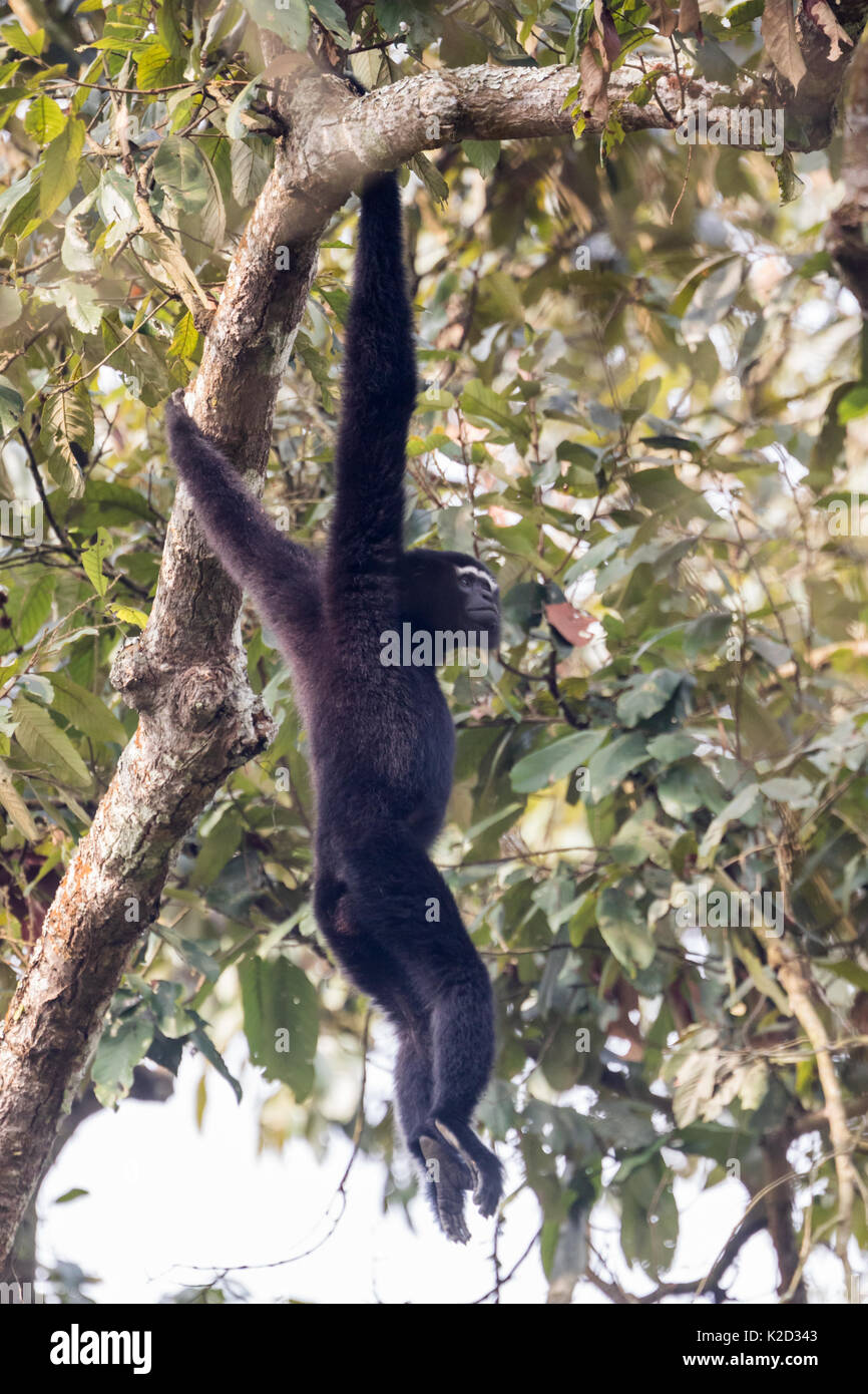 The western hoolock gibbon (Hoolock hoolock) on trees in the ...