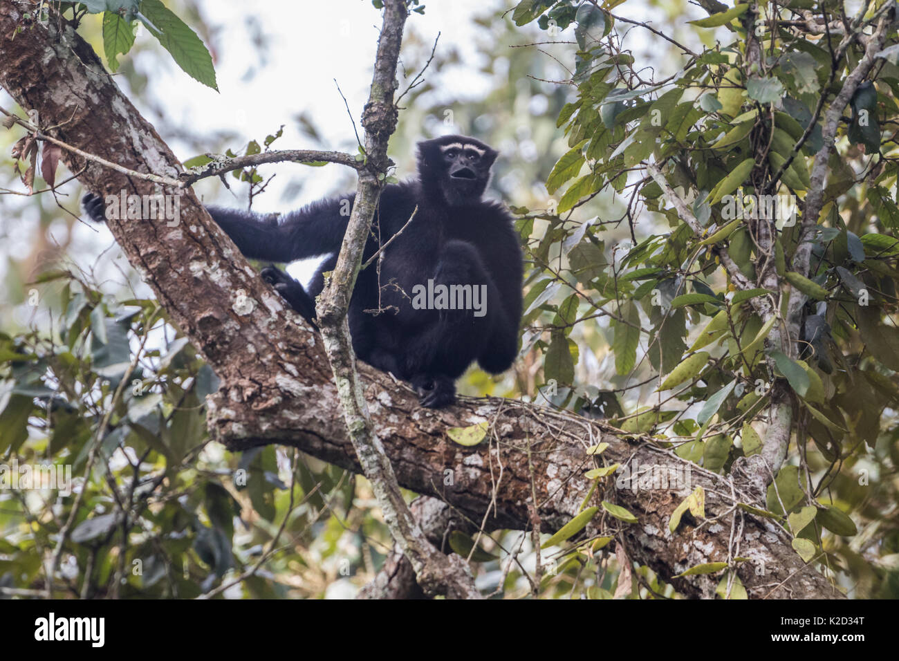 The western hoolock gibbon (Hoolock hoolock) on trees in the ...