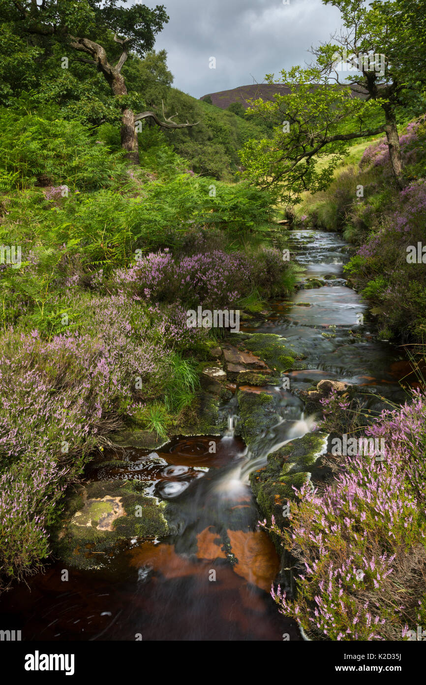 Tannin stained brook in stainery clough hi-res stock photography and ...