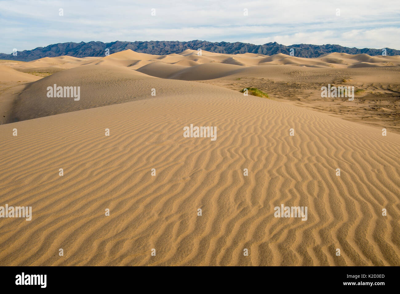 Khongor Sand Dunes Govi Gurvan Saikhan National Park Gobi Desert