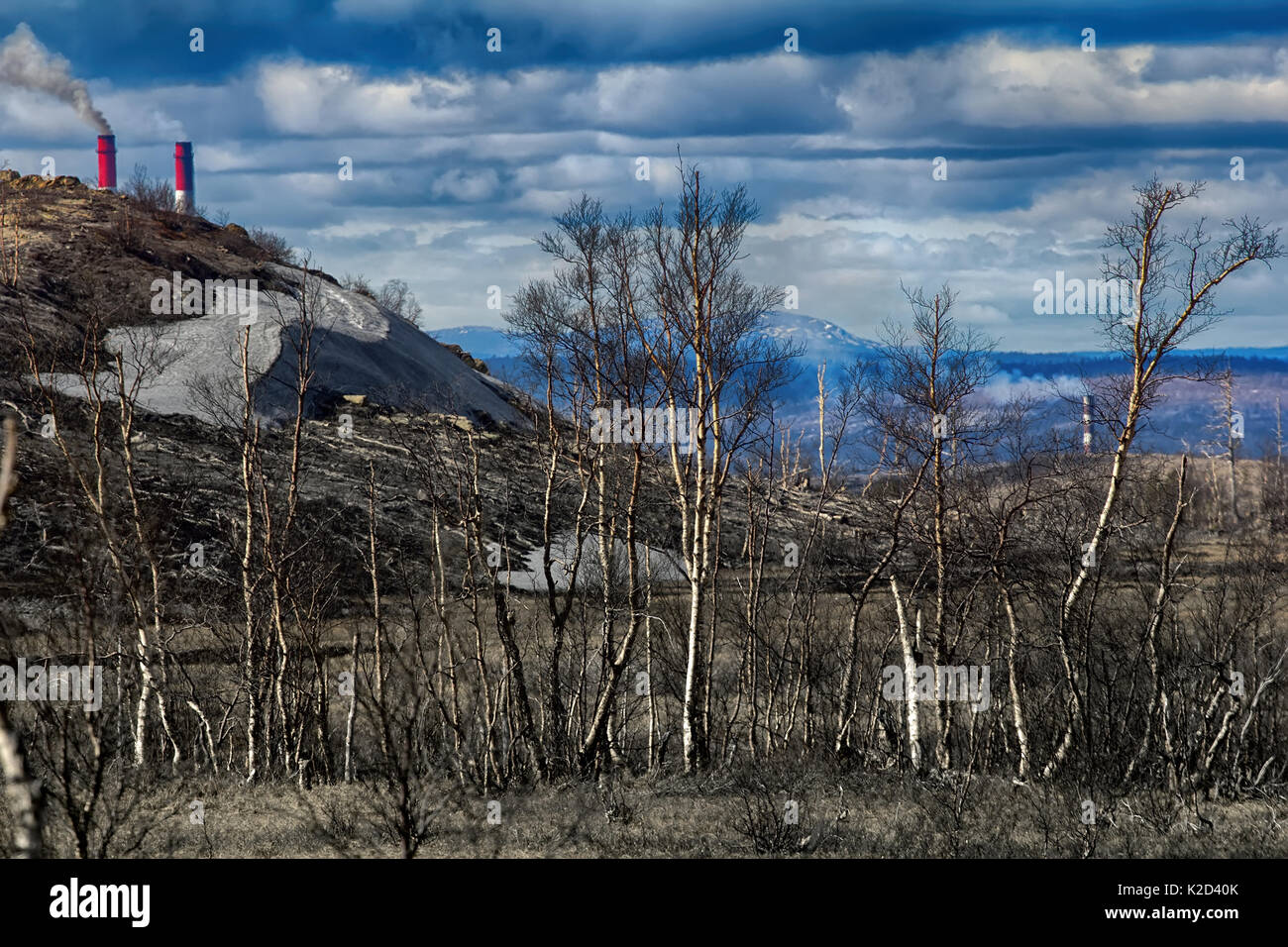 Disturbed natural environment. Plants of forest-tundra died because of ...