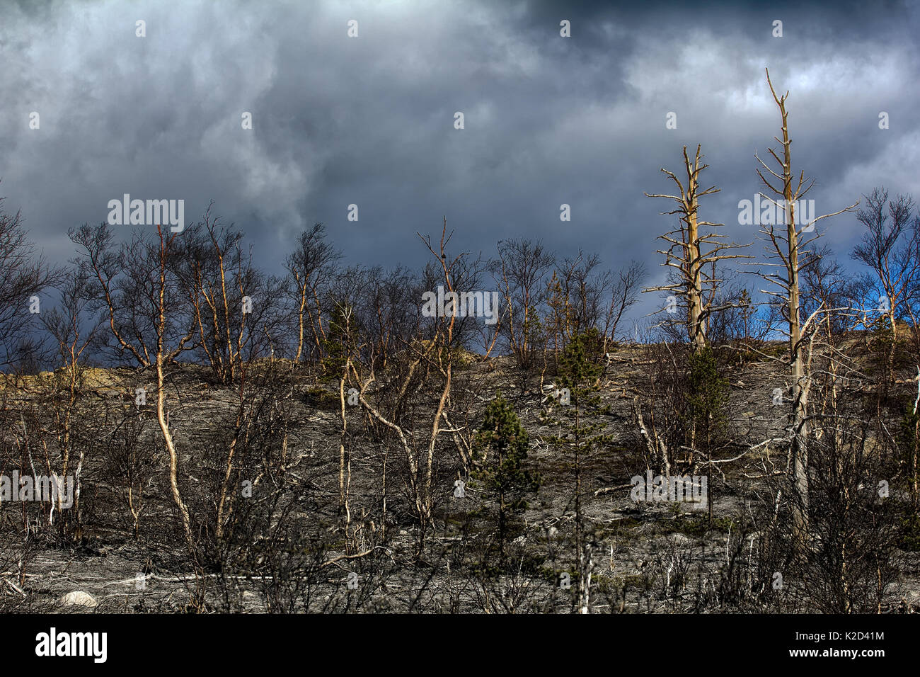 Disturbed natural environment. Plants of forest-tundra died because of ...
