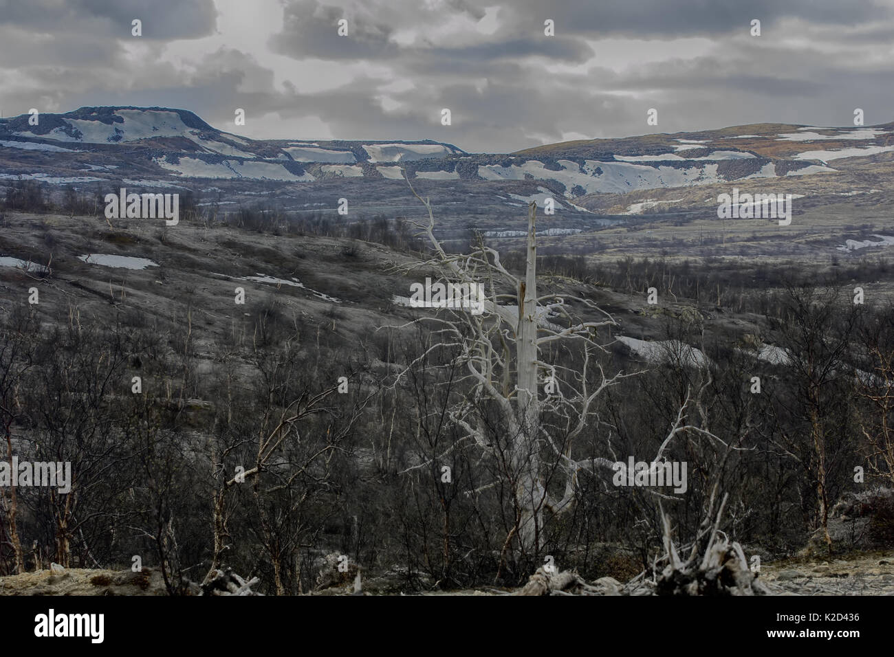 Disturbed natural environment. Plants of forest-tundra died because of ...