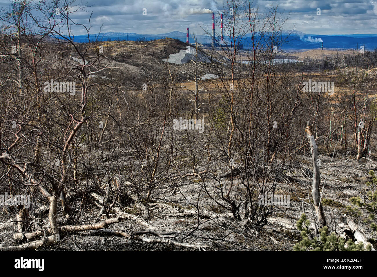 Disturbed natural environment. Plants of forest-tundra died because of ...