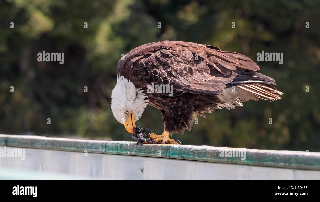 Eagle talons hi-res stock photography and images - Alamy