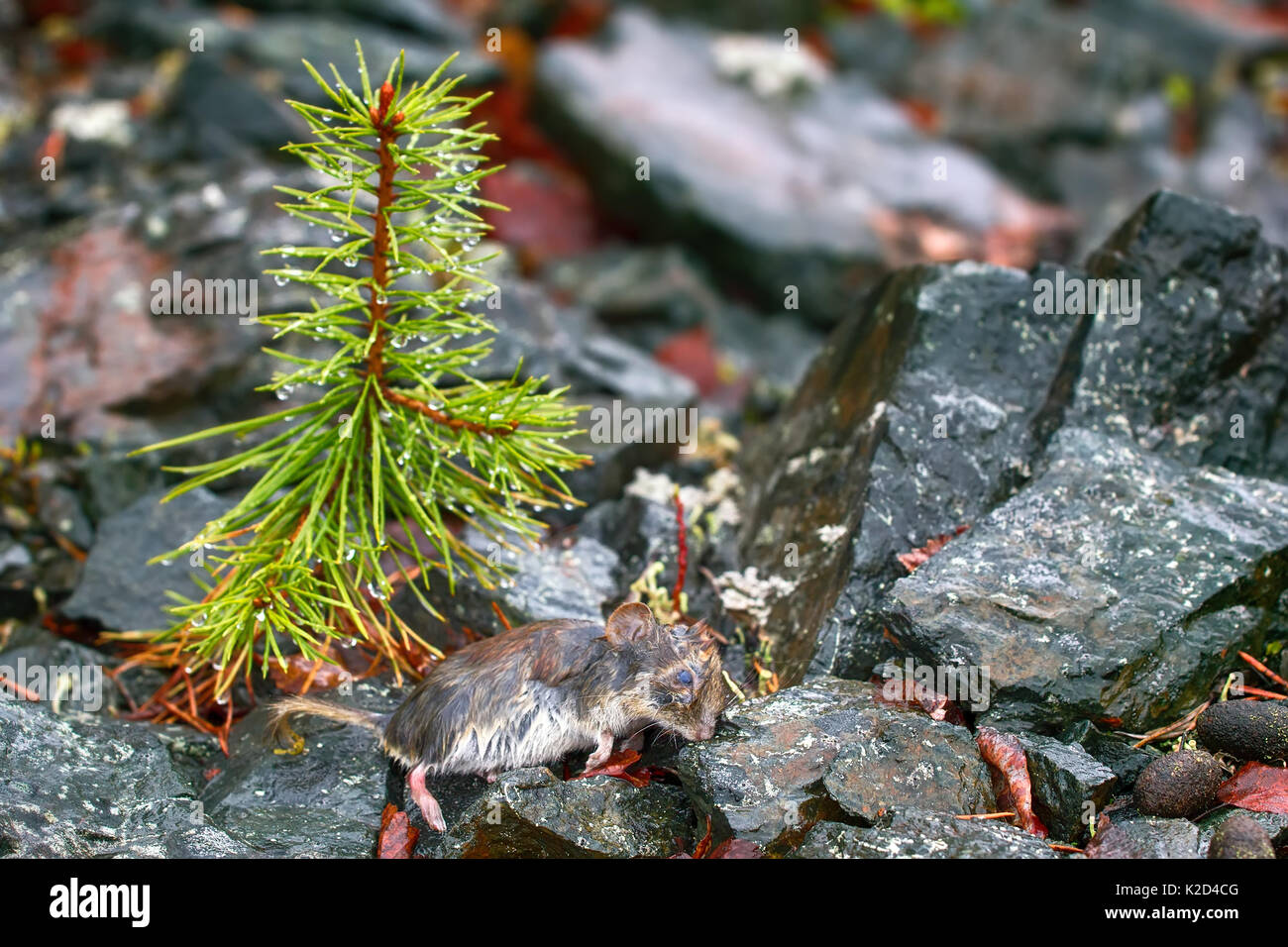 Mouse drowned in spring floods, dead mouse. Gray-sided vole ...