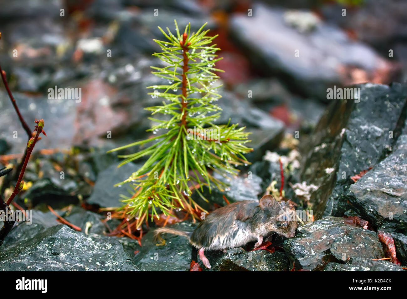 Mouse drowned in spring floods, dead mouse. Gray-sided vole ...