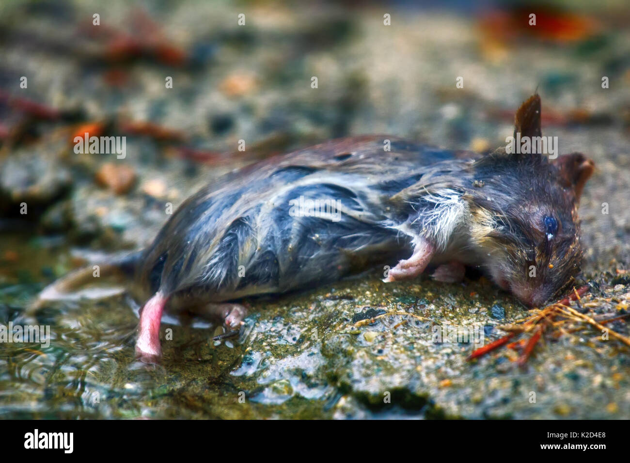 Mouse drowned in spring floods, dead mouse. Gray-sided vole ...