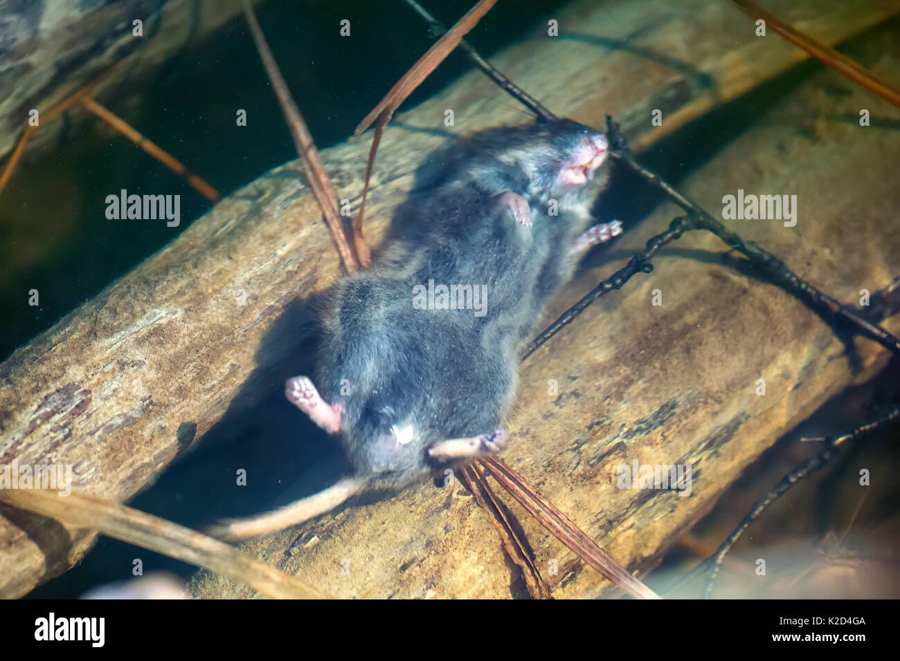 Mouse drowned in spring floods, dead mouse. Gray-sided vole ...