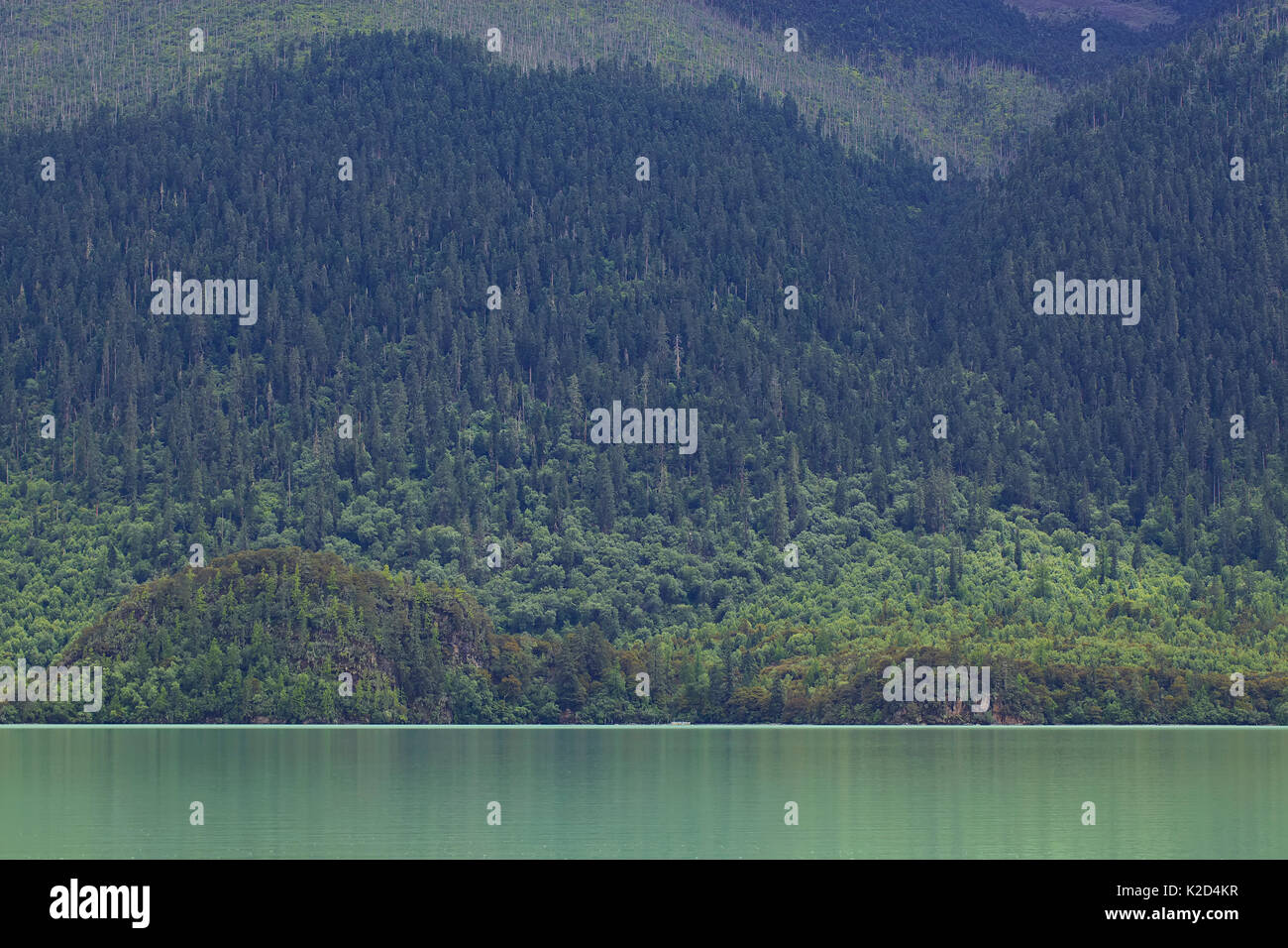 Forest landscape on the shore of lake, Basongcuo National Park, Qinghai ...