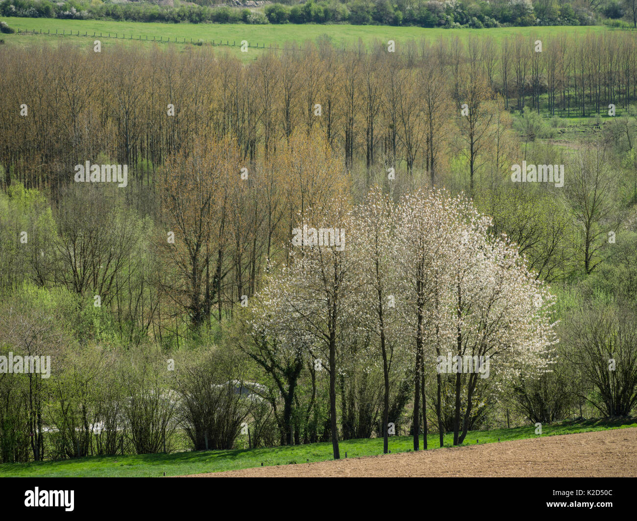 Attin hi-res stock photography and images - Alamy