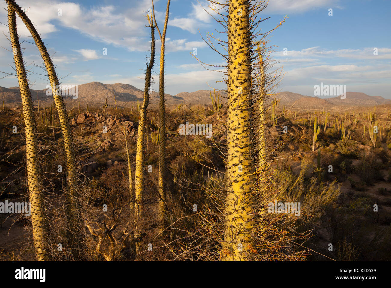 Boojum trees fouquieria columnaris vizcaino desert hi-res stock ...