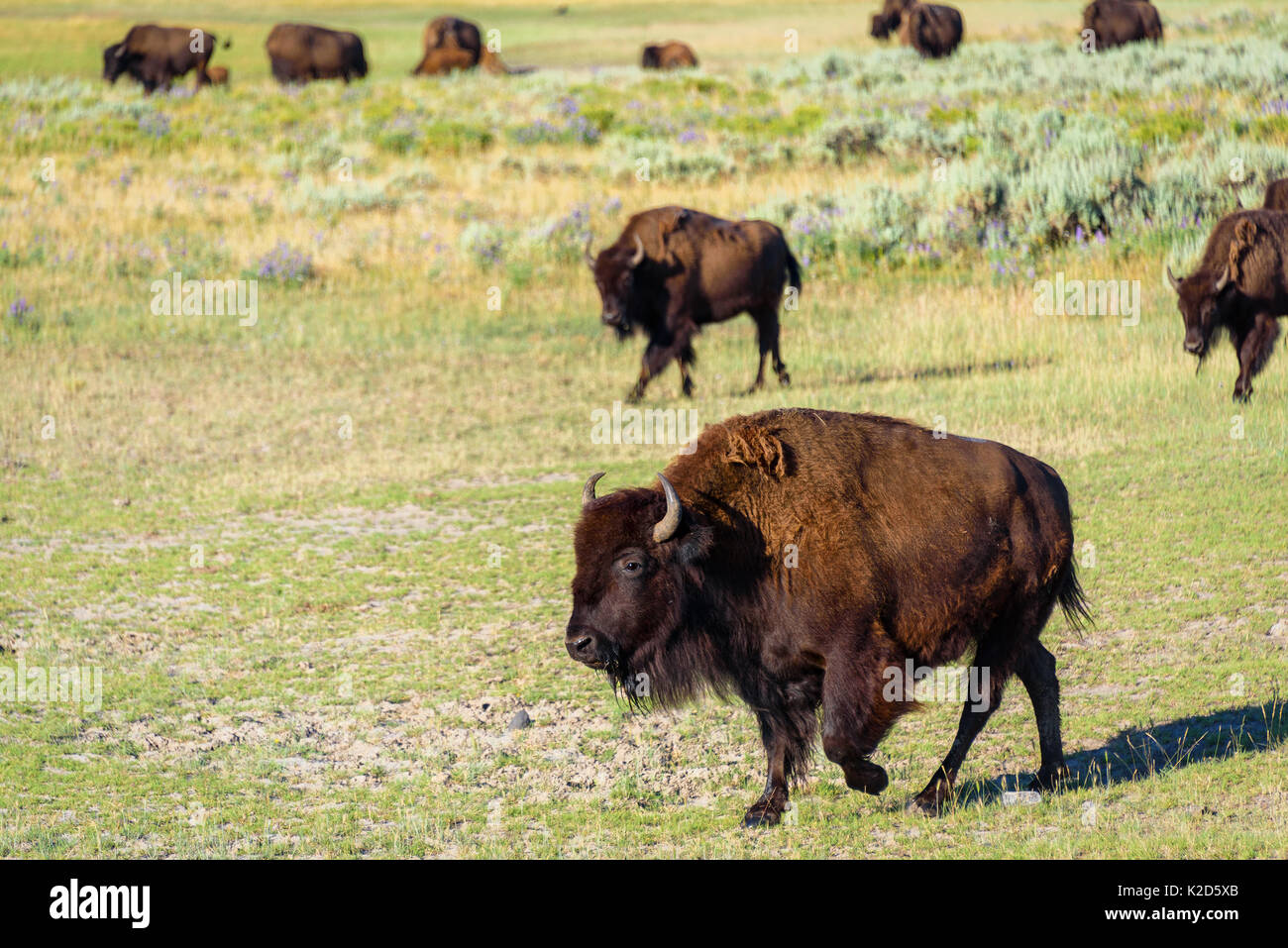 American Bison A.K.A. Buffalo running in the Prairie. Yellowstone ...