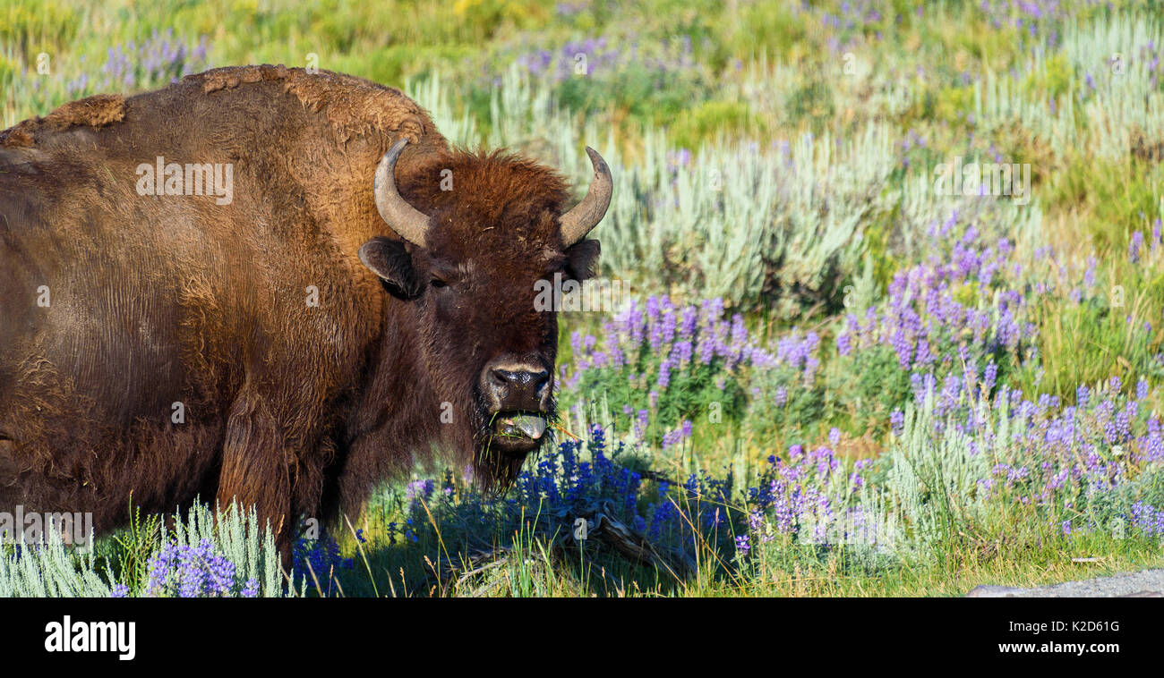 Bison tongue sticking out hi-res stock photography and images - Alamy