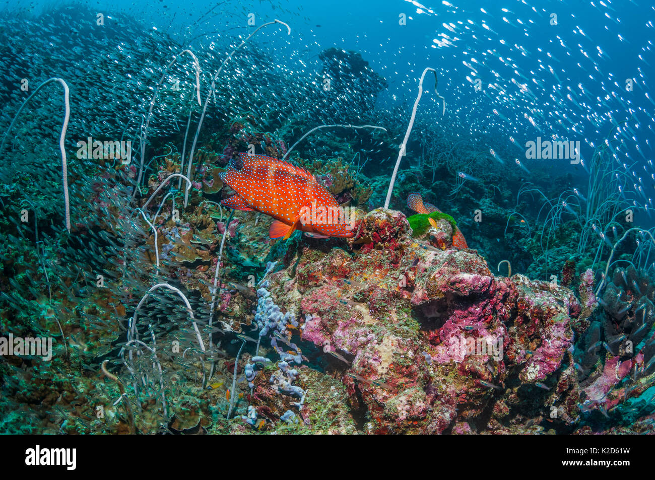 Coral reef with a Coral hind (Cephalophus miniata), Delicate sea whips ...