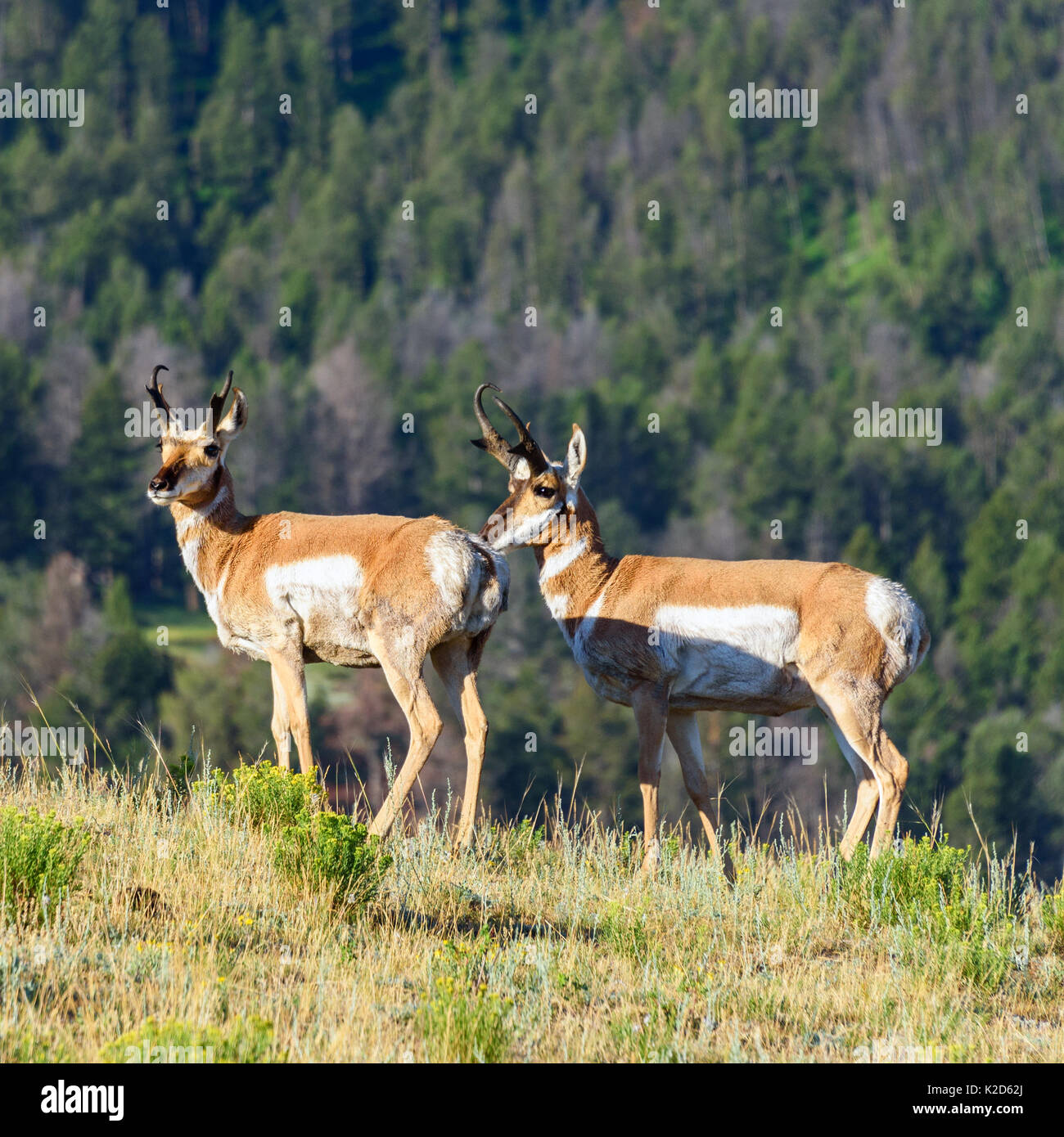 American pronghorn antelope male hi-res stock photography and images ...
