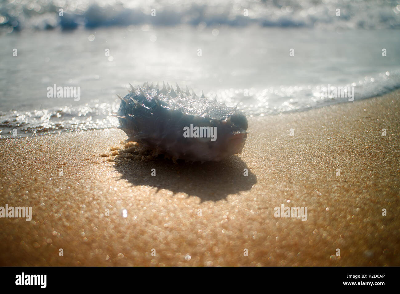 Wonderful beaches on coast of Arabian sea (Goa and Kerala) where you ...