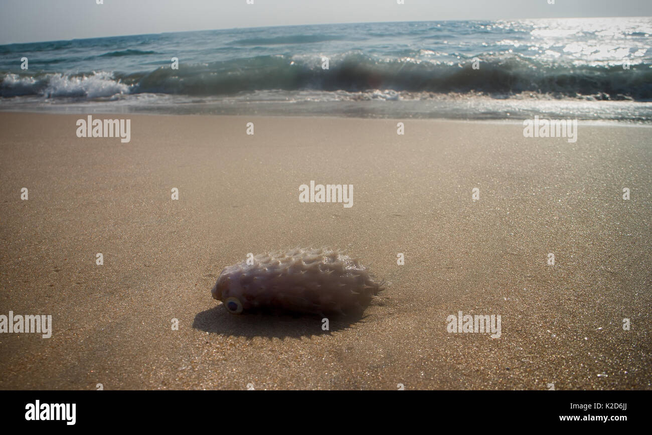 Wonderful beaches on coast of Arabian sea (Goa and Kerala) where you ...