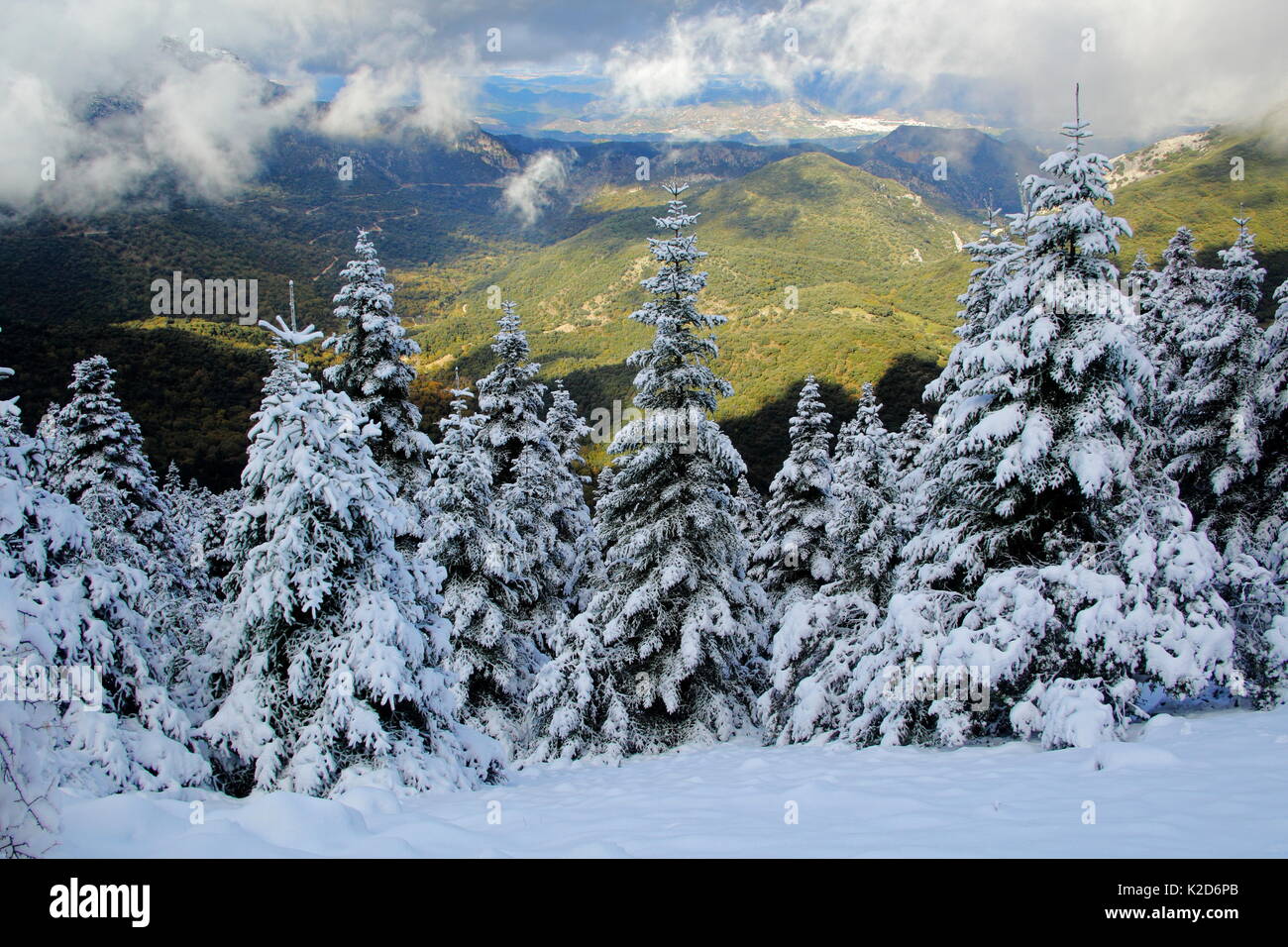 Spanish fir trees (Abies pinsapo) covered in snow, Sierra de Grazalema ...