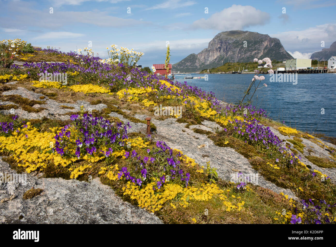 Wild flowers norway hi-res stock photography and images - Alamy