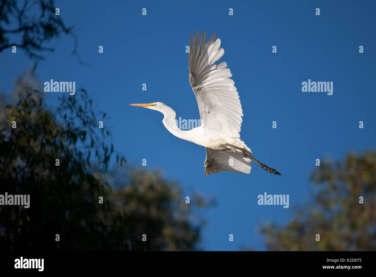Large white Egret in flight Stock Photo - Alamy