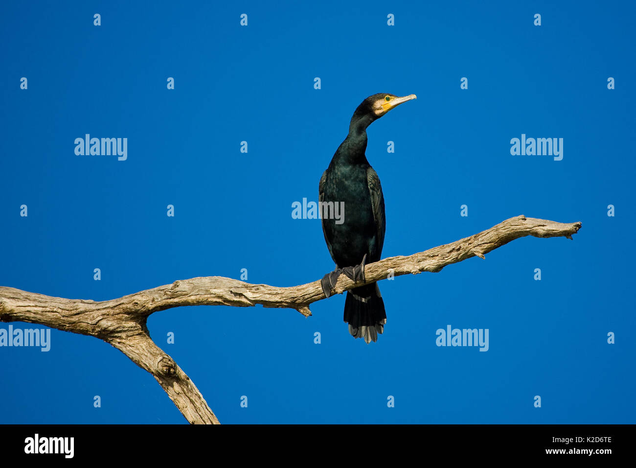 Australian coastal birds hi-res stock photography and images - Alamy